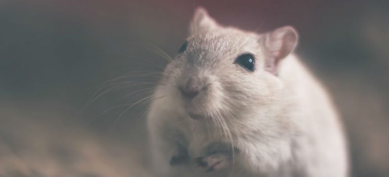 6 Reasons Why Rats Make Good Pets | Fantastic Pest Control