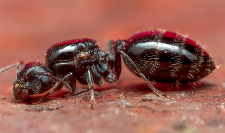 21 Ant Species With Real Superpowers - Fantastic Pest Control