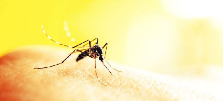 UK Stinging Insects and Bugs That Bite | What Has Bitten Me UK