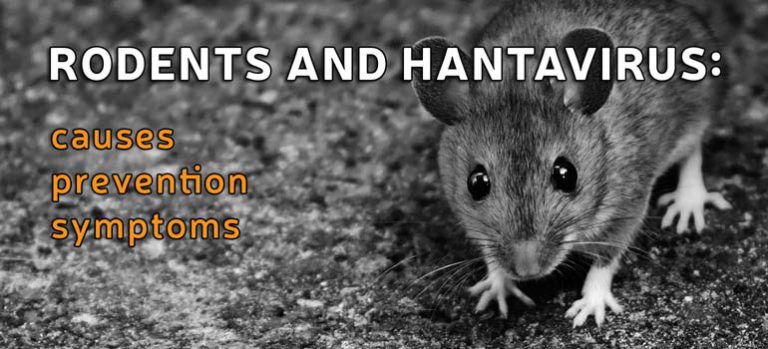 Hantavirus, Rodents, and Health Risks UK | Rodent-Borne Disease