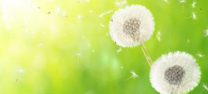 What Bugs Come Out in Spring? - Common Spring Insects UK