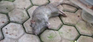 How to Dispose of a Dead Rat UK - What to Do With a Dead Rat
