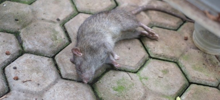 How to Dispose of a Dead Rat UK - What to Do With a Dead Rat