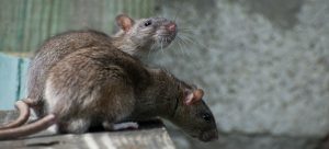 How to Get Rid of Rats in the Garden | Fantastic Pest Control
