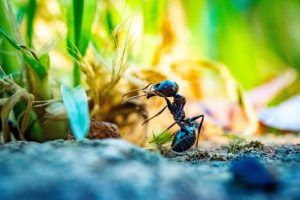 Queen Ants - What Is an Ant Queen? - Queen Ant Lifespan