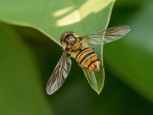 What's the Difference Between Hoverflies & Wasps | Fantastic Pest Control
