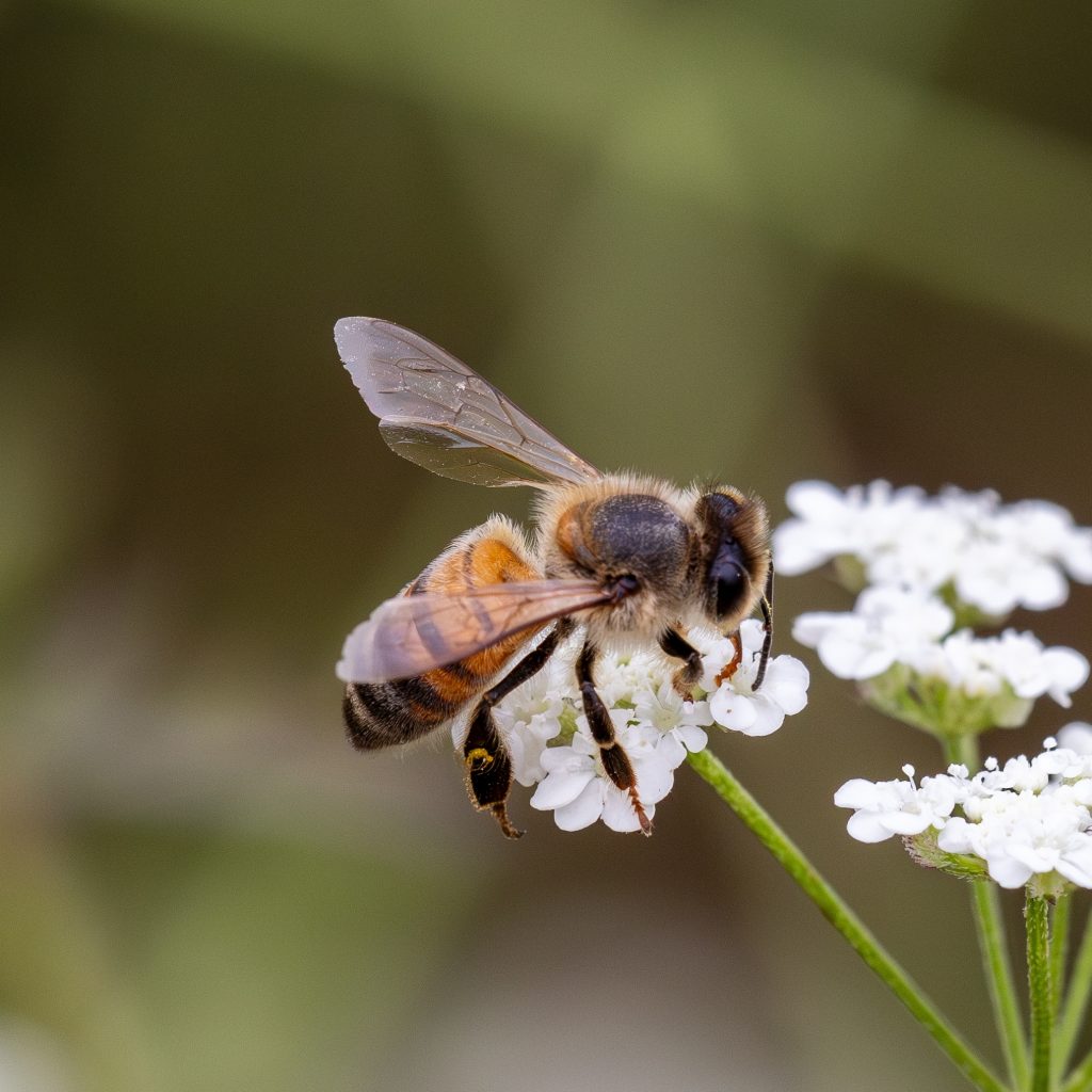 What Bugs Come Out in Spring? - Common Spring Insects UK