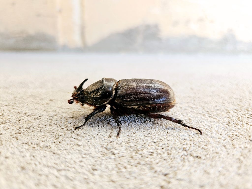 What Bugs Come Out in Spring? - Common Spring Insects UK