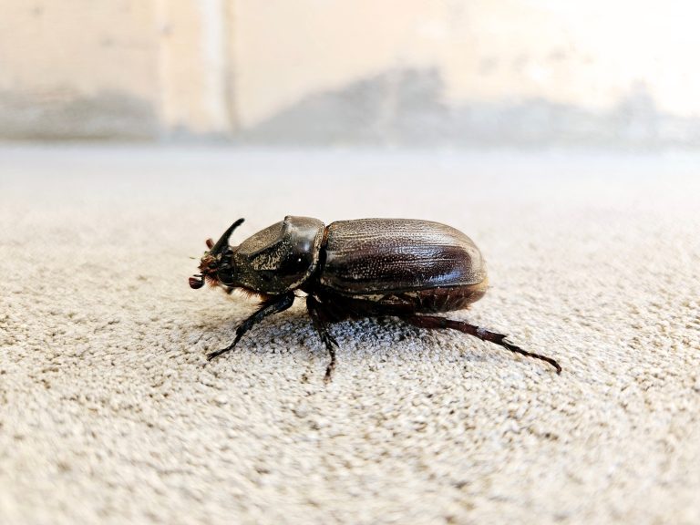 What Bugs Come Out in Spring? - Common Spring Insects UK
