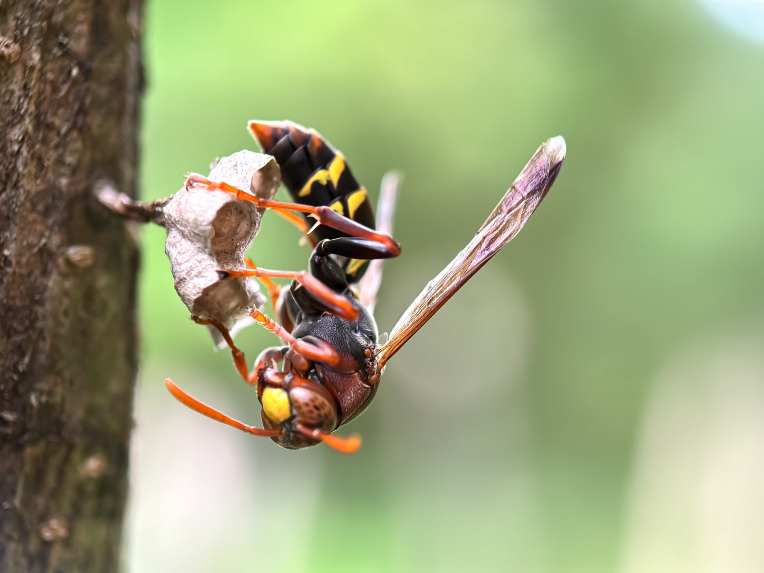 What Bugs Come Out in Spring? - Common Spring Insects UK