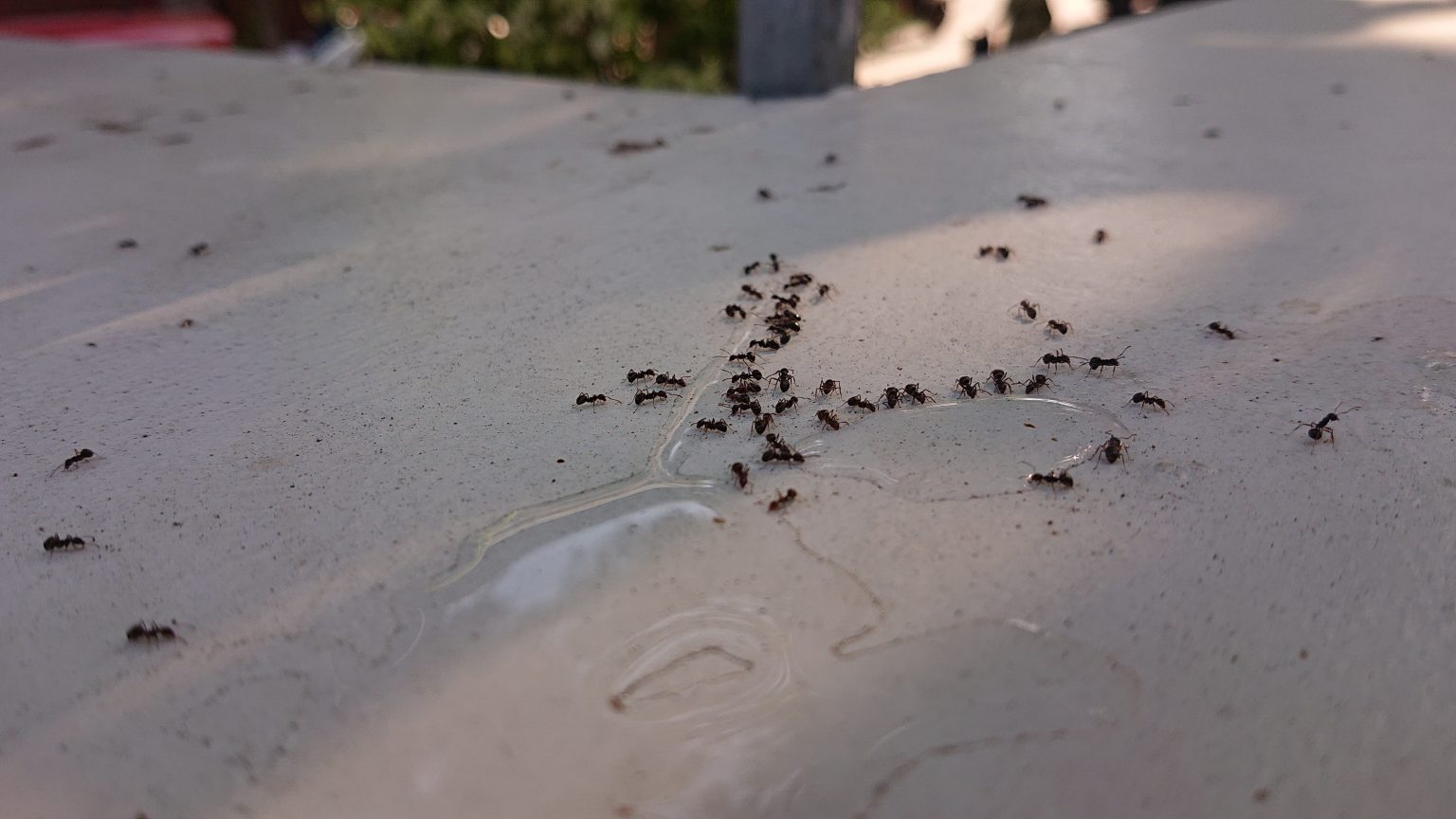 What Bugs Come Out in Spring? - Common Spring Insects UK