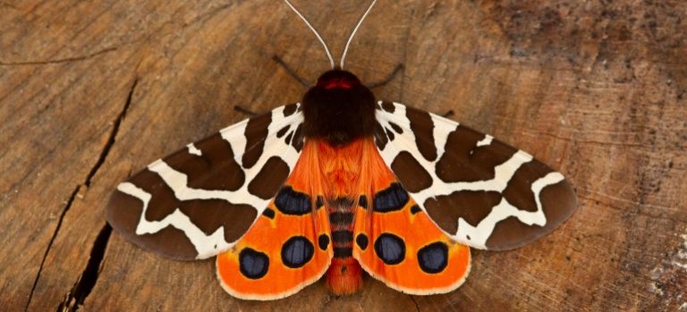 Most Beautiful and Rare Insects of Britain | Fantastic Pest Control