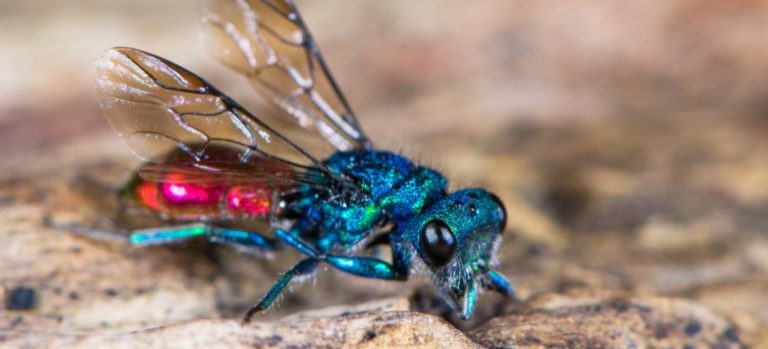 Most Beautiful and Rare Insects of Britain | Fantastic Pest Control
