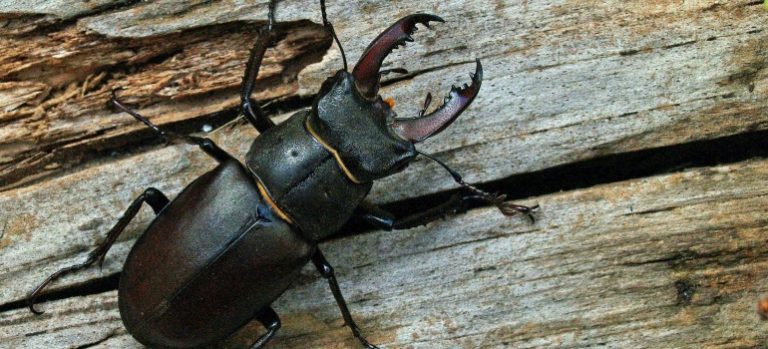 Most Beautiful and Rare Insects of Britain | Fantastic Pest Control