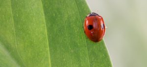 Most Beautiful and Rare Insects of Britain | Fantastic Pest Control