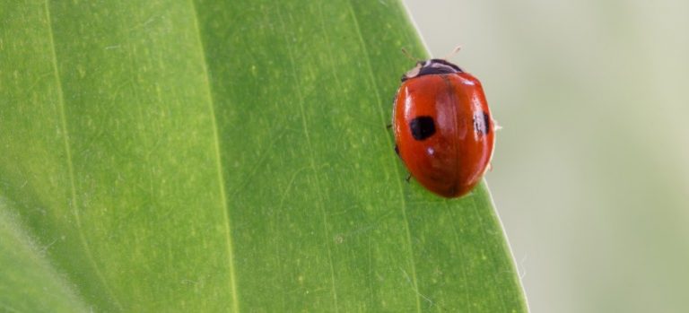 Most Beautiful and Rare Insects of Britain | Fantastic Pest Control