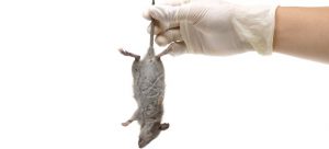 How to Clean Up After a Mouse Infestation | Fantastic Pest Control