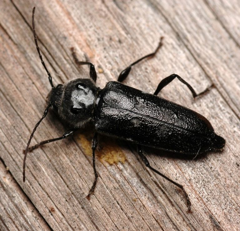 Most common wood boring insects in the UK | Fantastic Pest Control