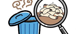 How to Get Rid of Maggots in the House | Fantastic Pest Control