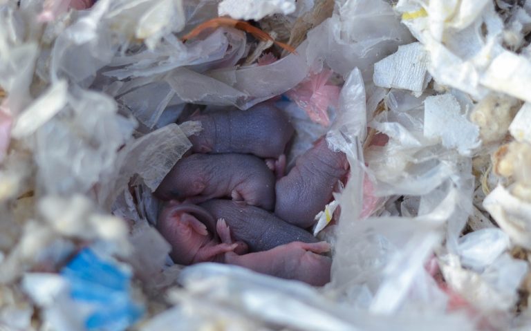 What Happens if You Disturb a Rats Nest | Fantastic Pest Control