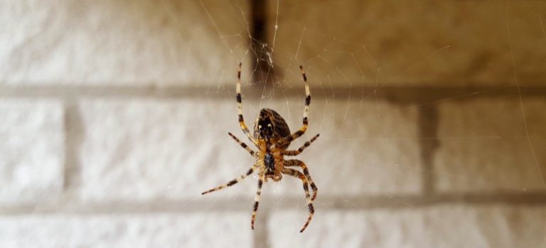 When is Spider Season in the UK | Fantastic Pest Control