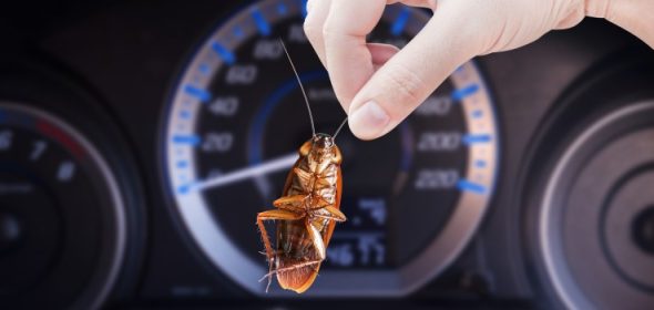 Fantastic Pest Control Blog: Tips, News & Offers