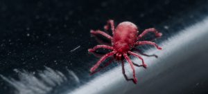 How to Get Rid Of Clover Mites | Fantastic Pest Control UK