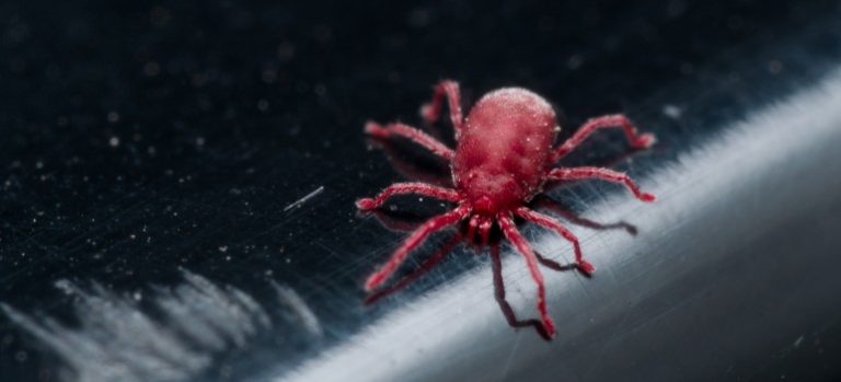 How to Get Rid Of Clover Mites | Fantastic Pest Control UK