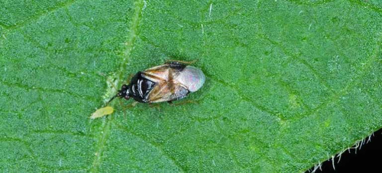 Beneficial Garden Insects | Fantastic Pest Control London